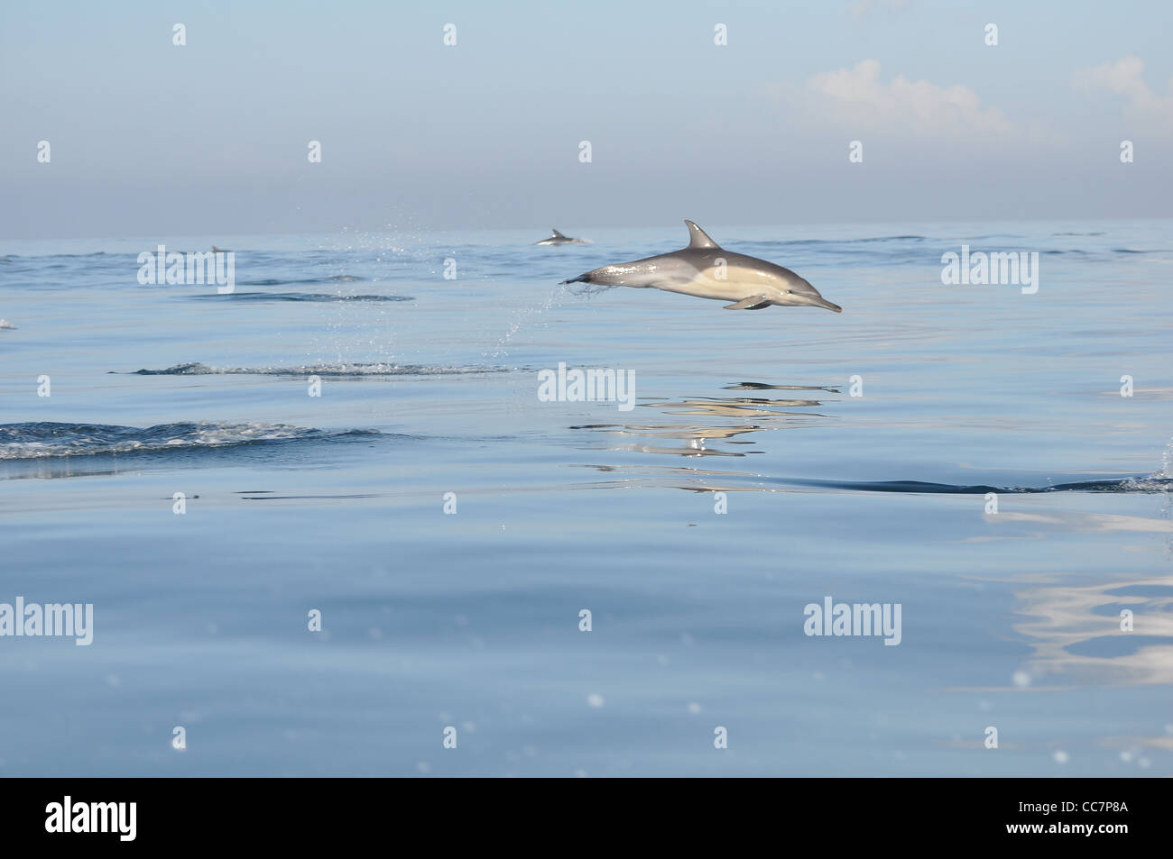 Delfino comune immagini e fotografie stock ad alta risoluzione - Alamy