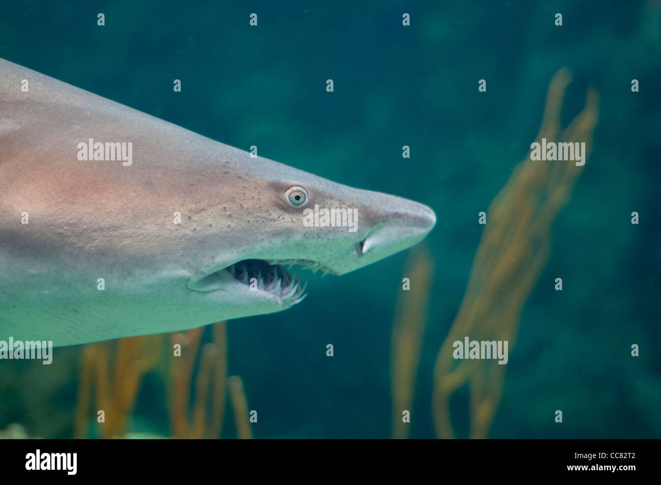 Squalo toro immagini e fotografie stock ad alta risoluzione - Alamy