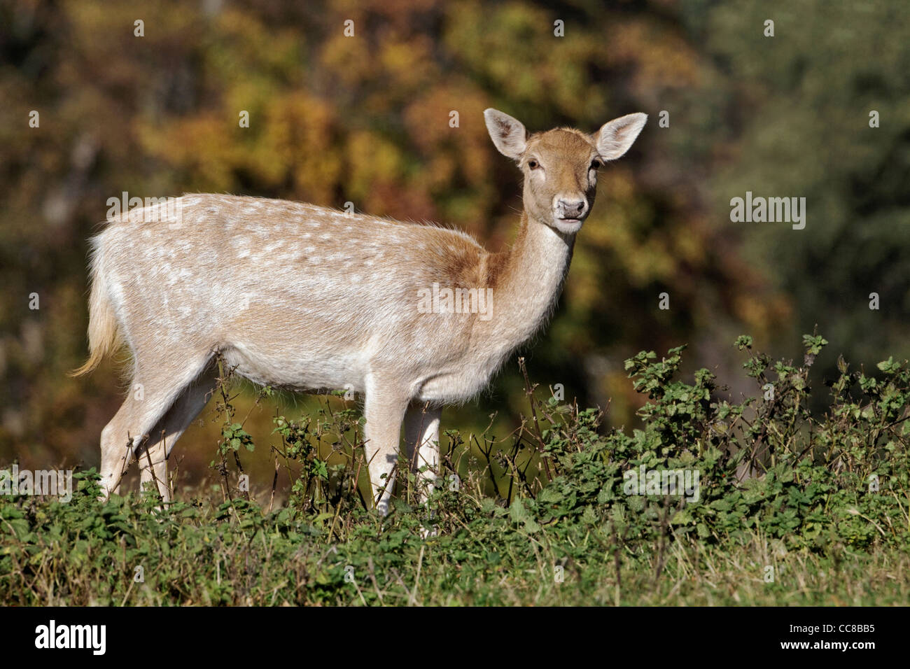 Specie di cervo femmina immagini e fotografie stock ad alta risoluzione ...