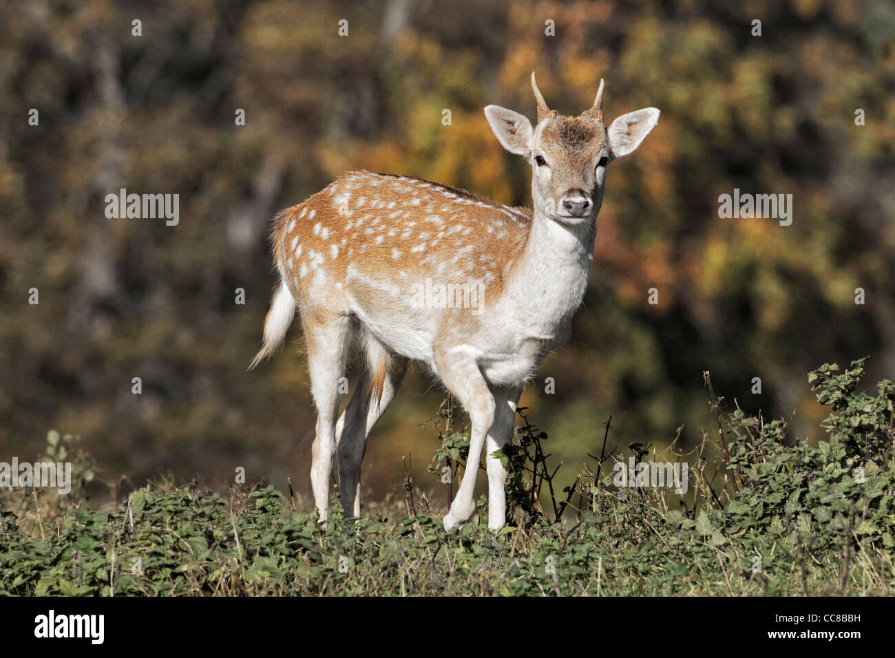 Maschio di daino immagini e fotografie stock ad alta risoluzione - Alamy