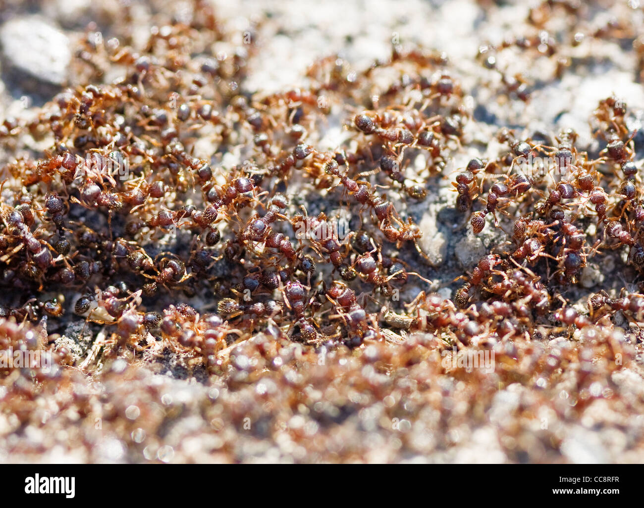 Curare le formiche immagini e fotografie stock ad alta risoluzione - Alamy