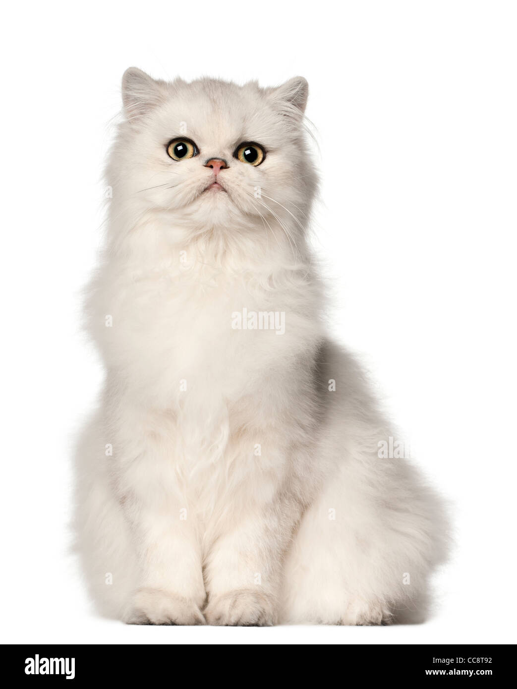 Gatto Persiano Bianco Immagini e Fotos Stock - Alamy