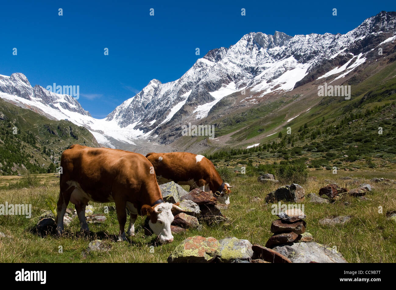 Mammiferi della svizzera immagini e fotografie stock ad alta ...