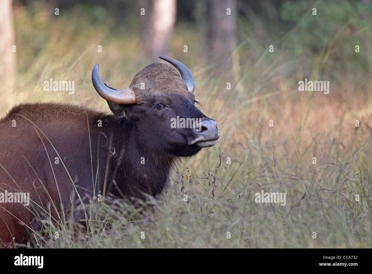 Bos gaurus immagini e fotografie stock ad alta risoluzione - Alamy