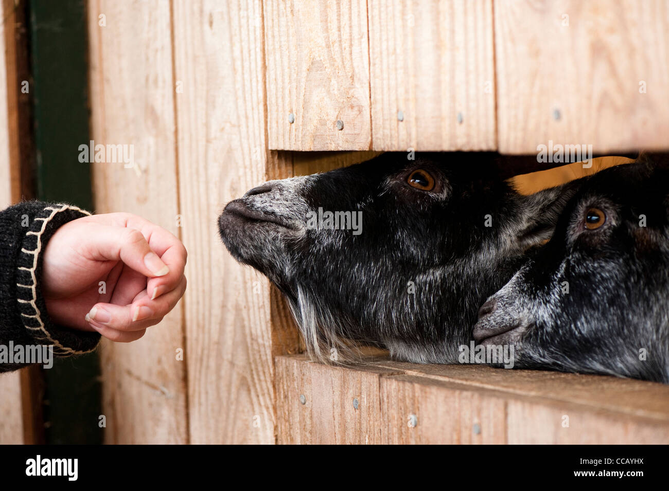 Goats capra hircus immagini e fotografie stock ad alta risoluzione - Alamy