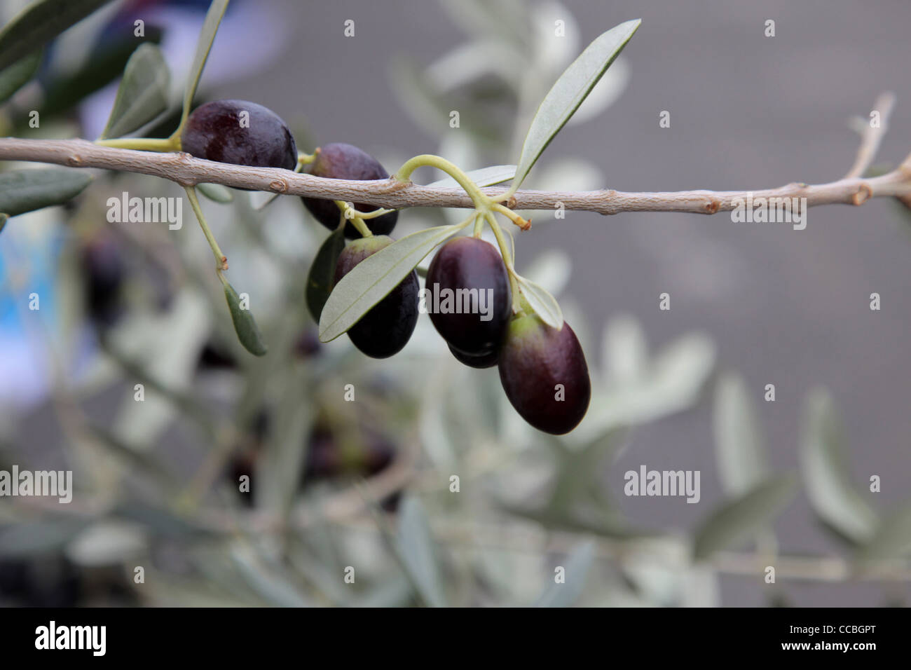 Ramoscello di ulivo immagini e fotografie stock ad alta risoluzione - Alamy