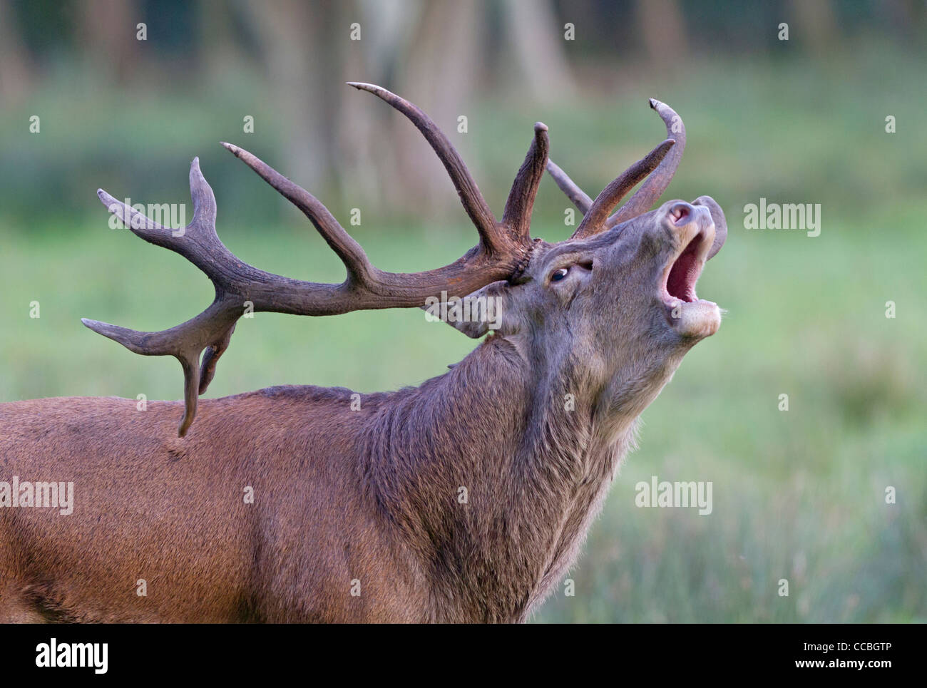 Cervo con palchi immagini e fotografie stock ad alta risoluzione - Alamy