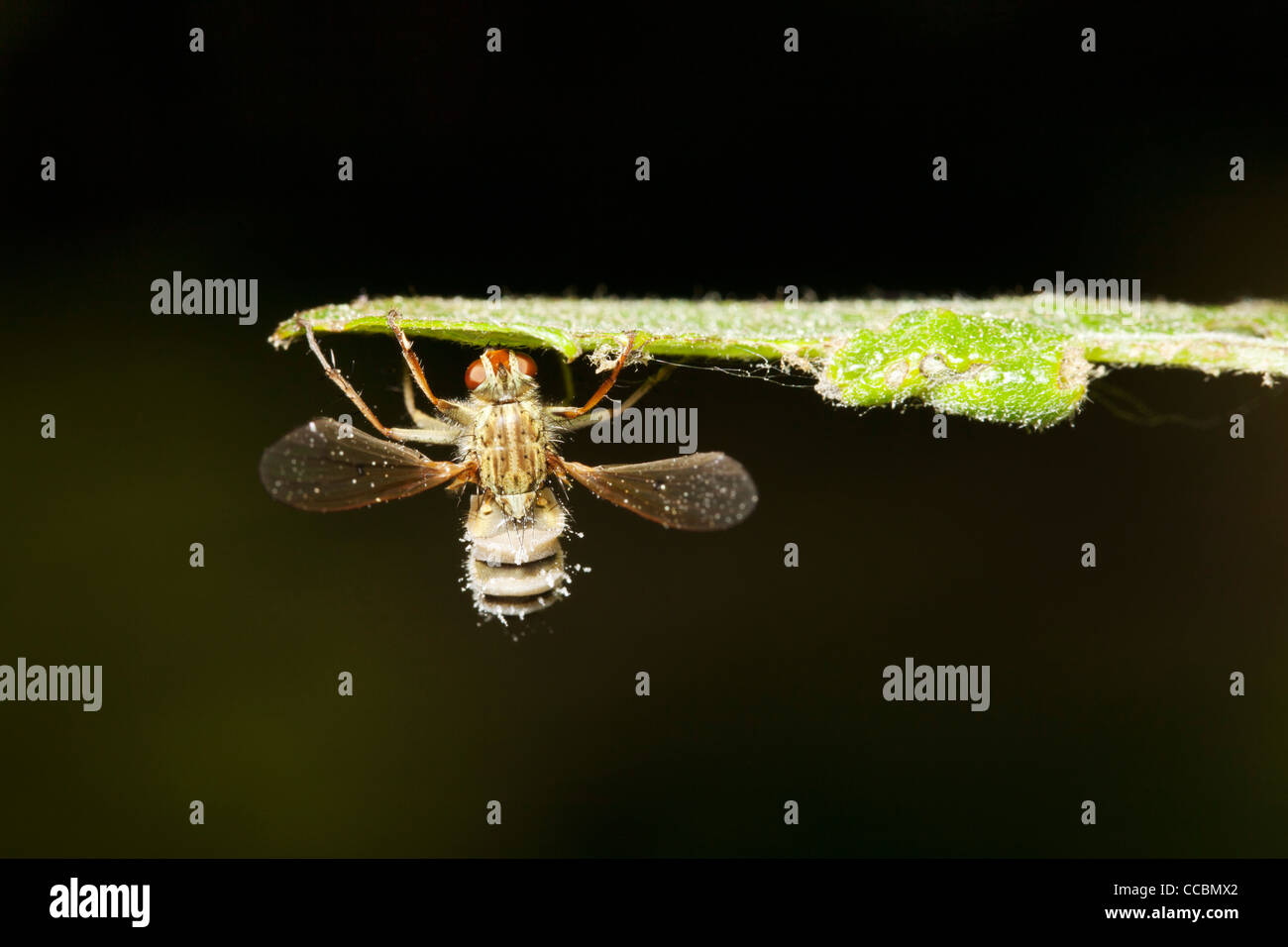 Hoverfly (Diptera syriphidae) ucciso dal fungo parassita Foto stock - Alamy