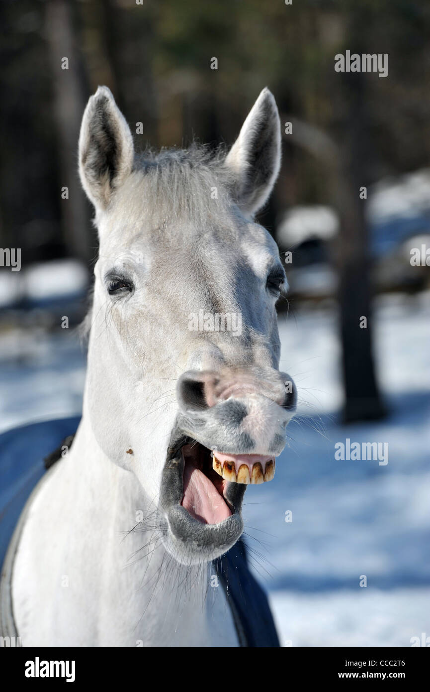 Cavallo bianco che ride immagini e fotografie stock ad alta risoluzione ...