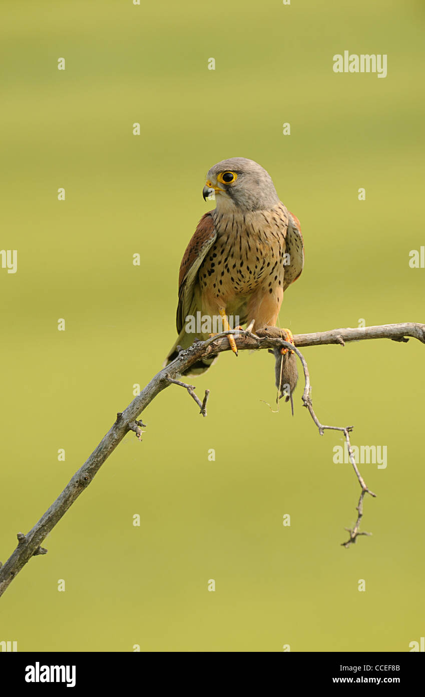Gheppio maschio eurasiatico immagini e fotografie stock ad alta ...