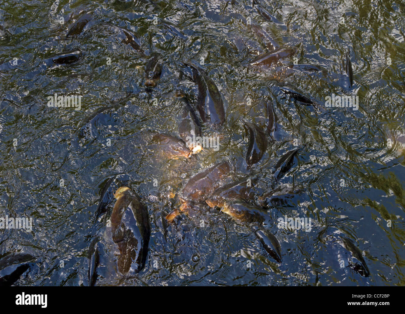 Common carp cyprinus carpio immagini e fotografie stock ad alta ...