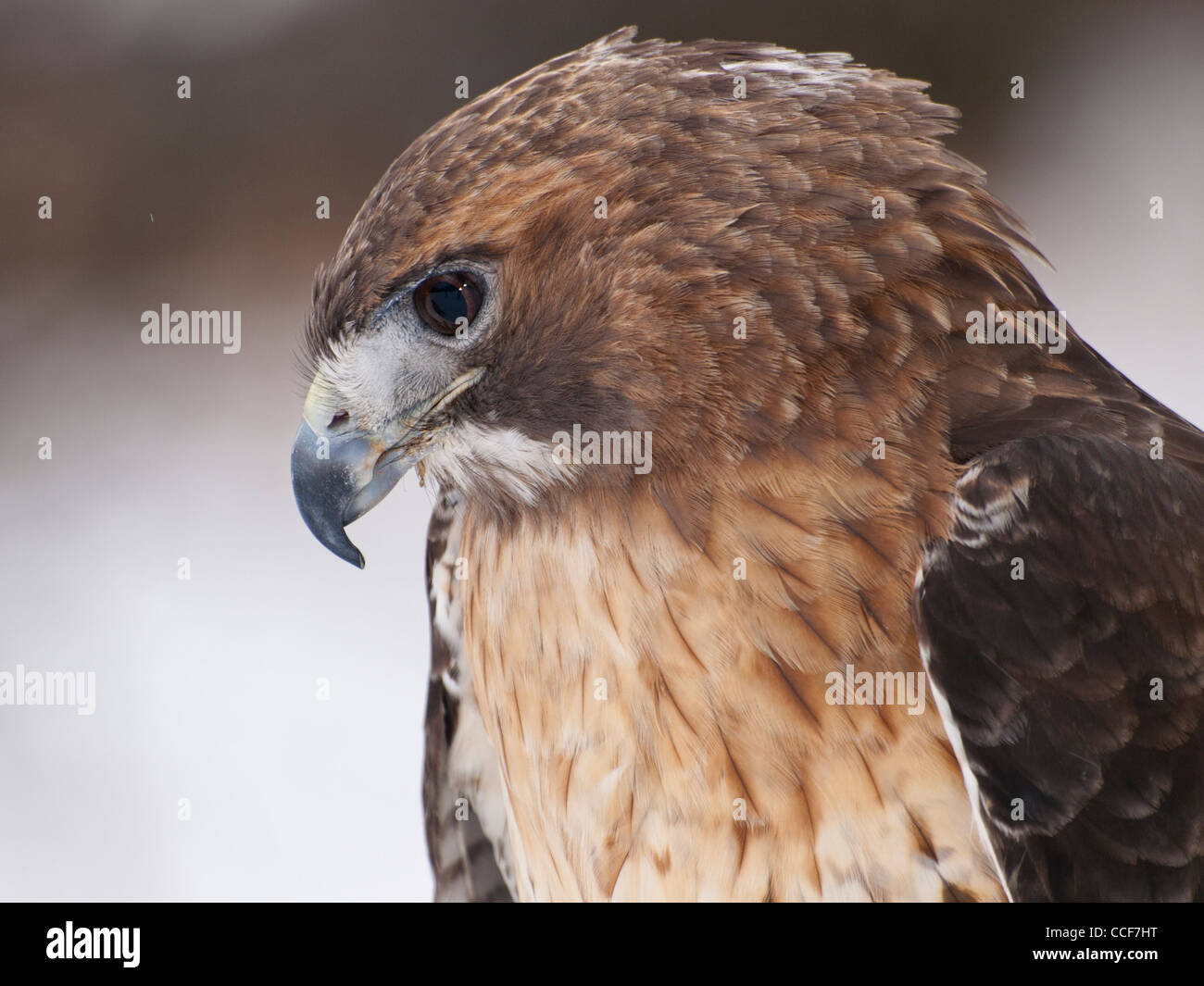 Primo piano della testa e le spalle di un Rosso Tailed Hawk in un ...