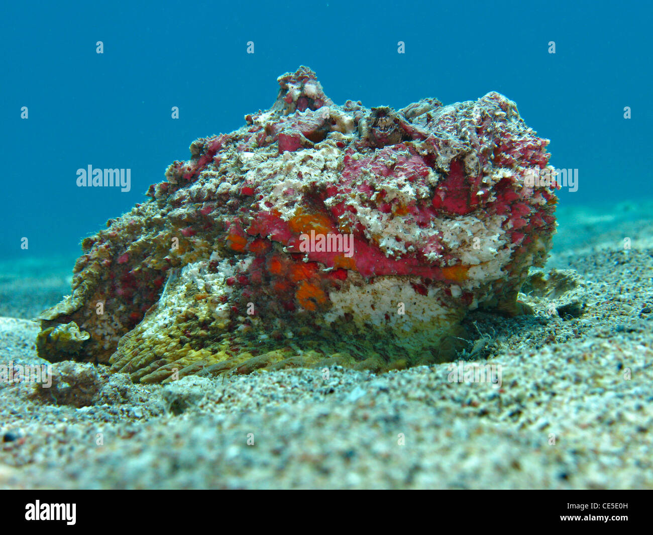 Pesce pietra del mar rosso immagini e fotografie stock ad alta ...