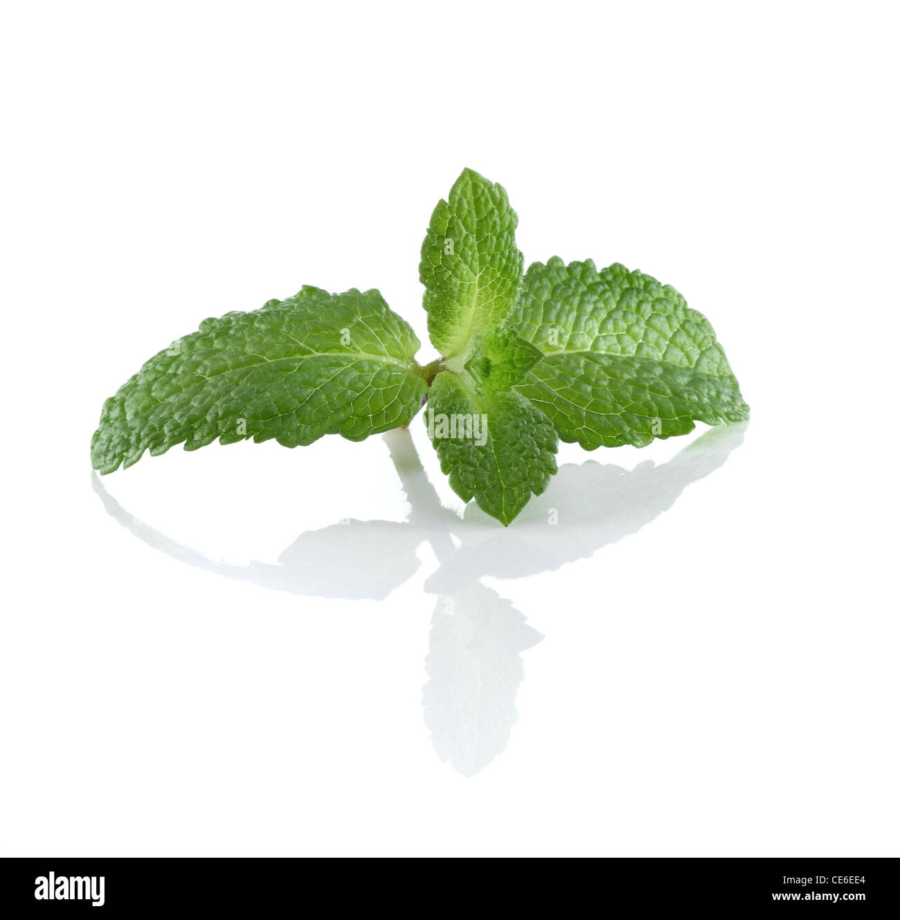 Menta piperita immagini e fotografie stock ad alta risoluzione - Alamy