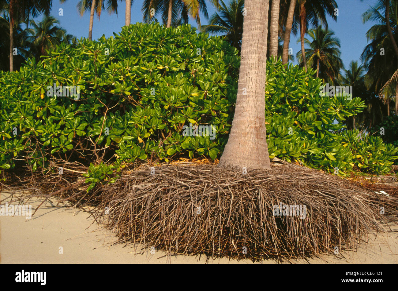 Radici dell'albero di Palma Foto stock - Alamy
