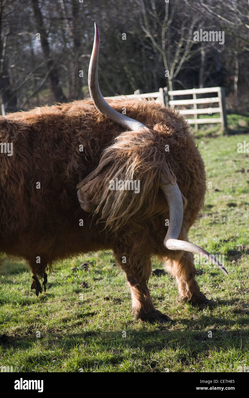 Bovini con lunghe corna immagini e fotografie stock ad alta risoluzione ...