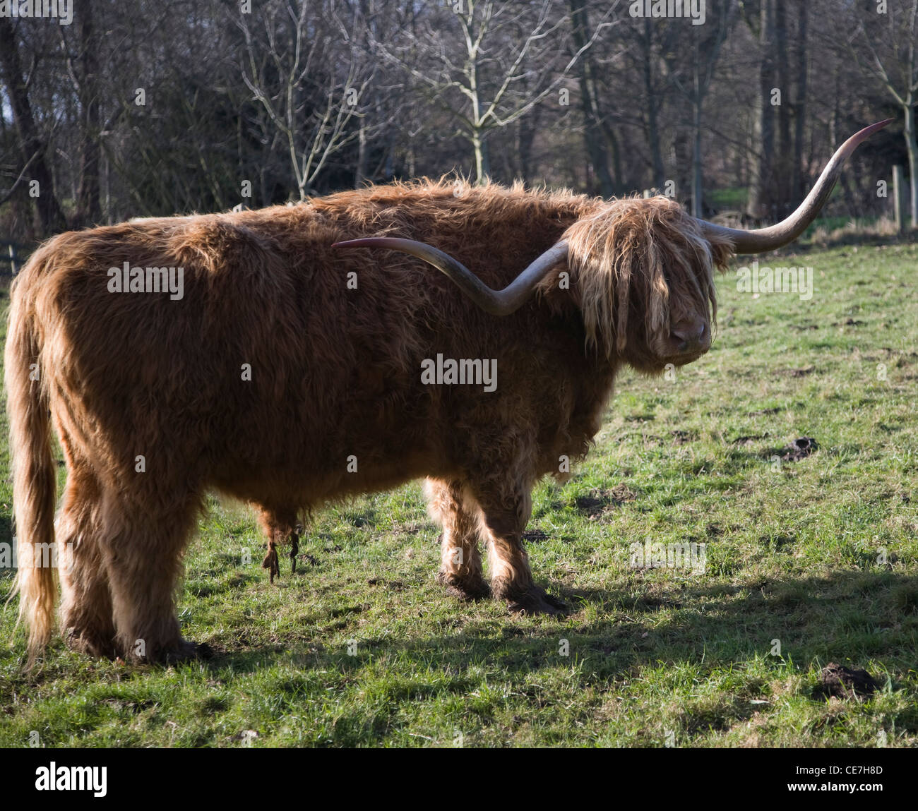 Bovini con lunghe corna immagini e fotografie stock ad alta risoluzione ...