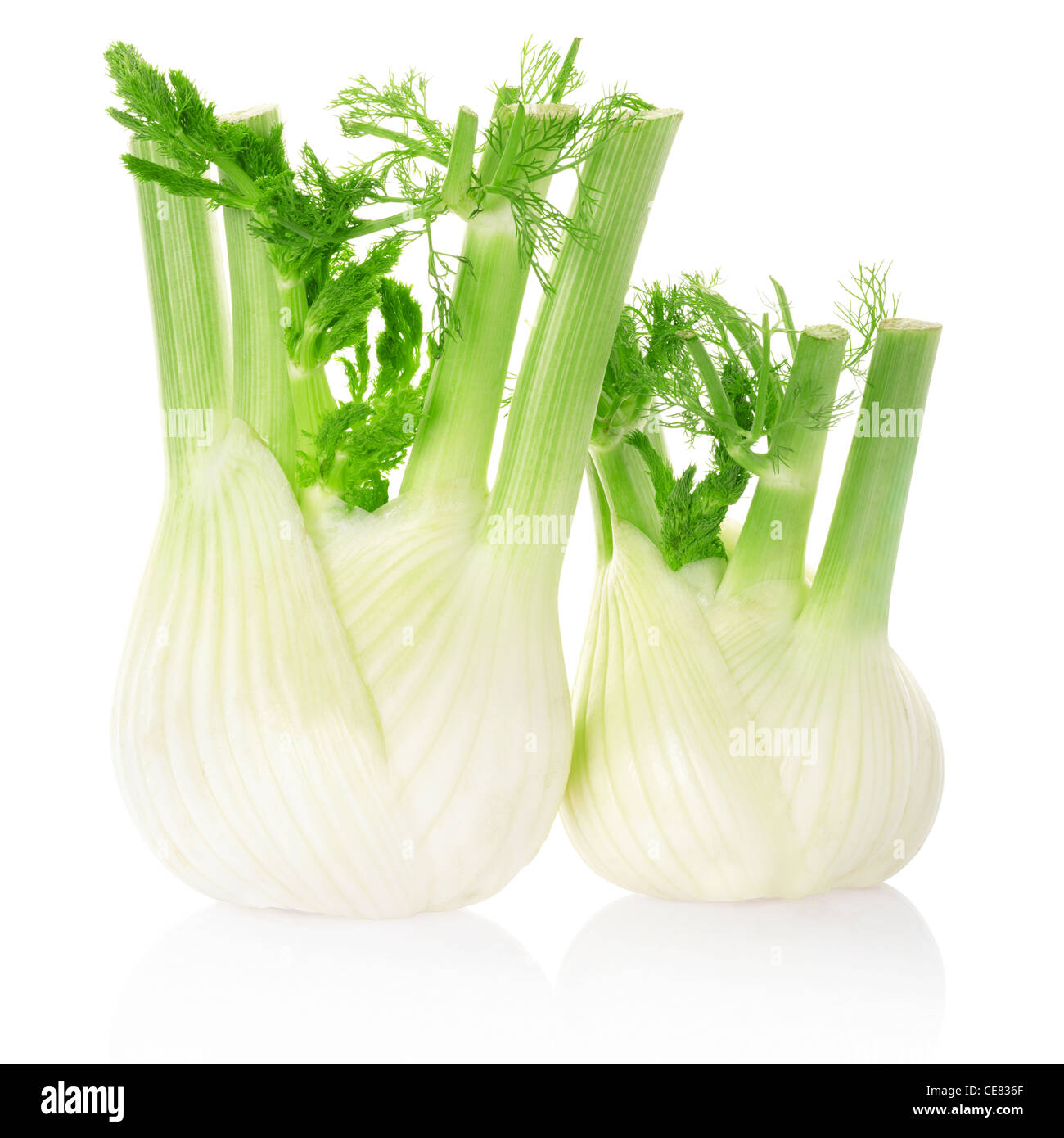 Di erbe di finocchio immagini e fotografie stock ad alta risoluzione ...