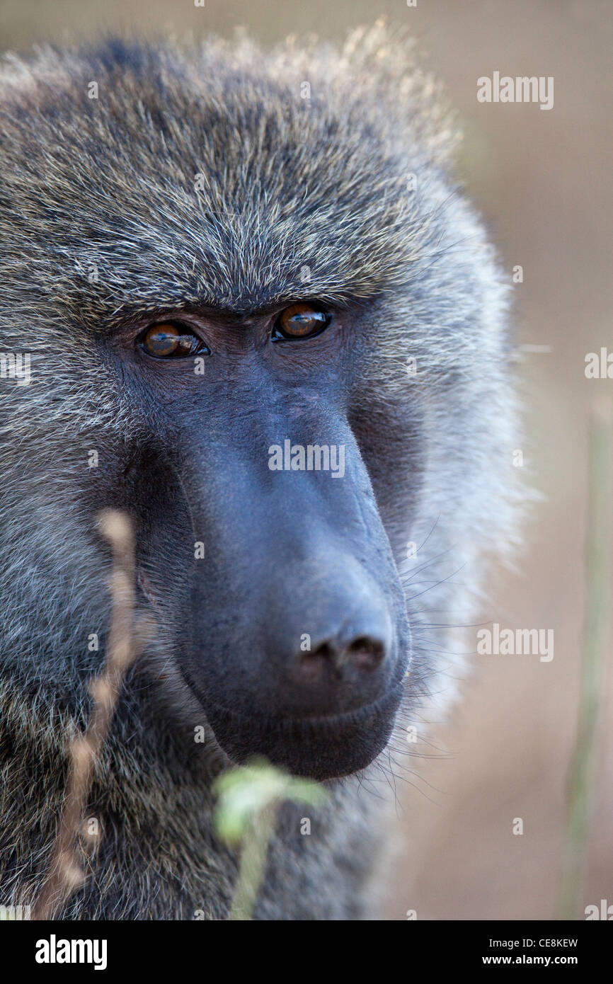 Occhio di anubi immagini e fotografie stock ad alta risoluzione - Alamy