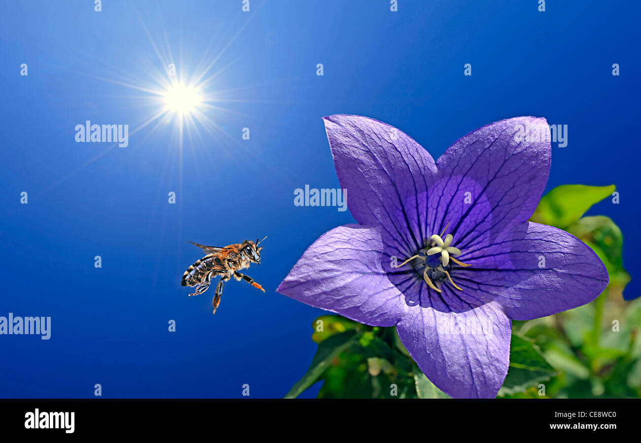 Ape e fiore immagini e fotografie stock ad alta risoluzione - Alamy