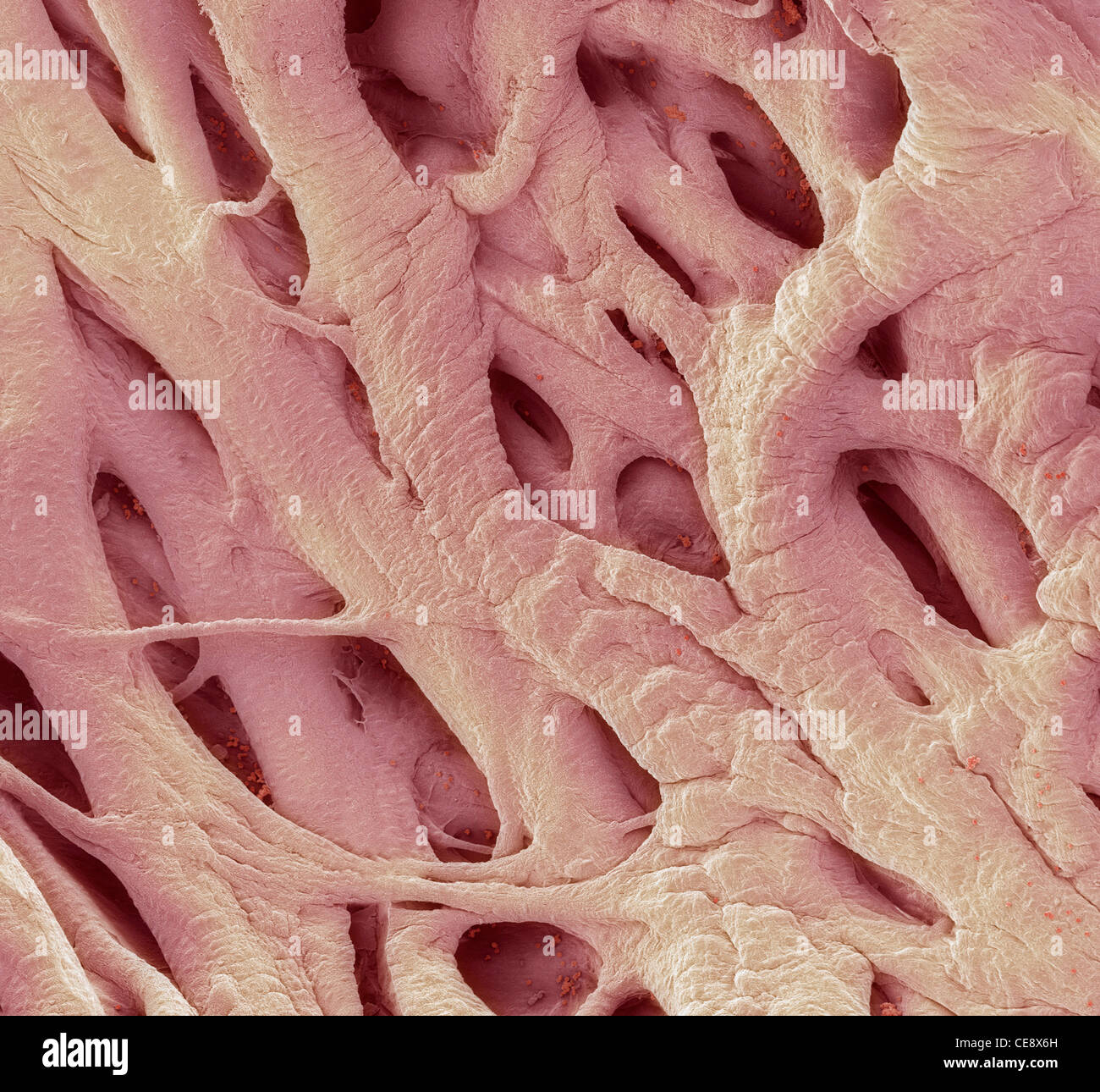 Chordae tendineae immagini e fotografie stock ad alta risoluzione - Alamy