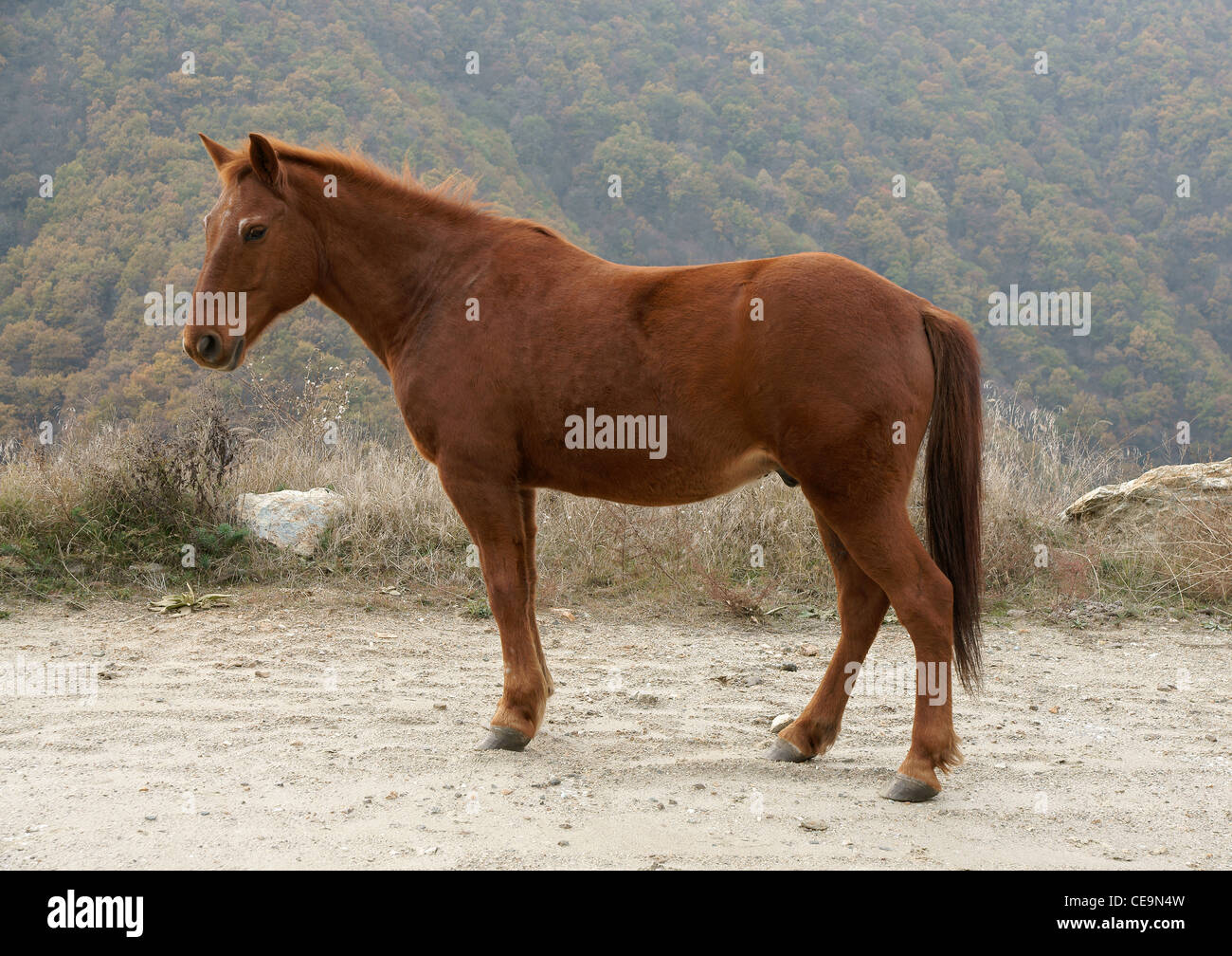 Cavallo profilo immagini e fotografie stock ad alta risoluzione - Alamy