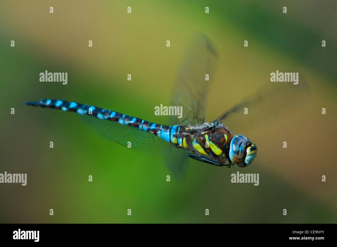 Libellula uk immagini e fotografie stock ad alta risoluzione - Alamy