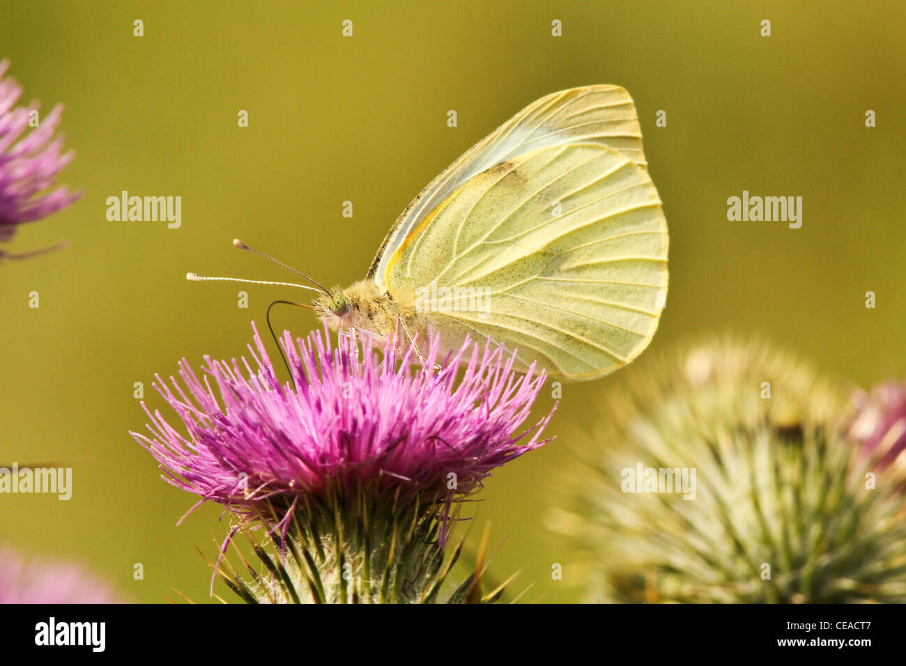 Farfalla in prato immagini e fotografie stock ad alta risoluzione - Alamy