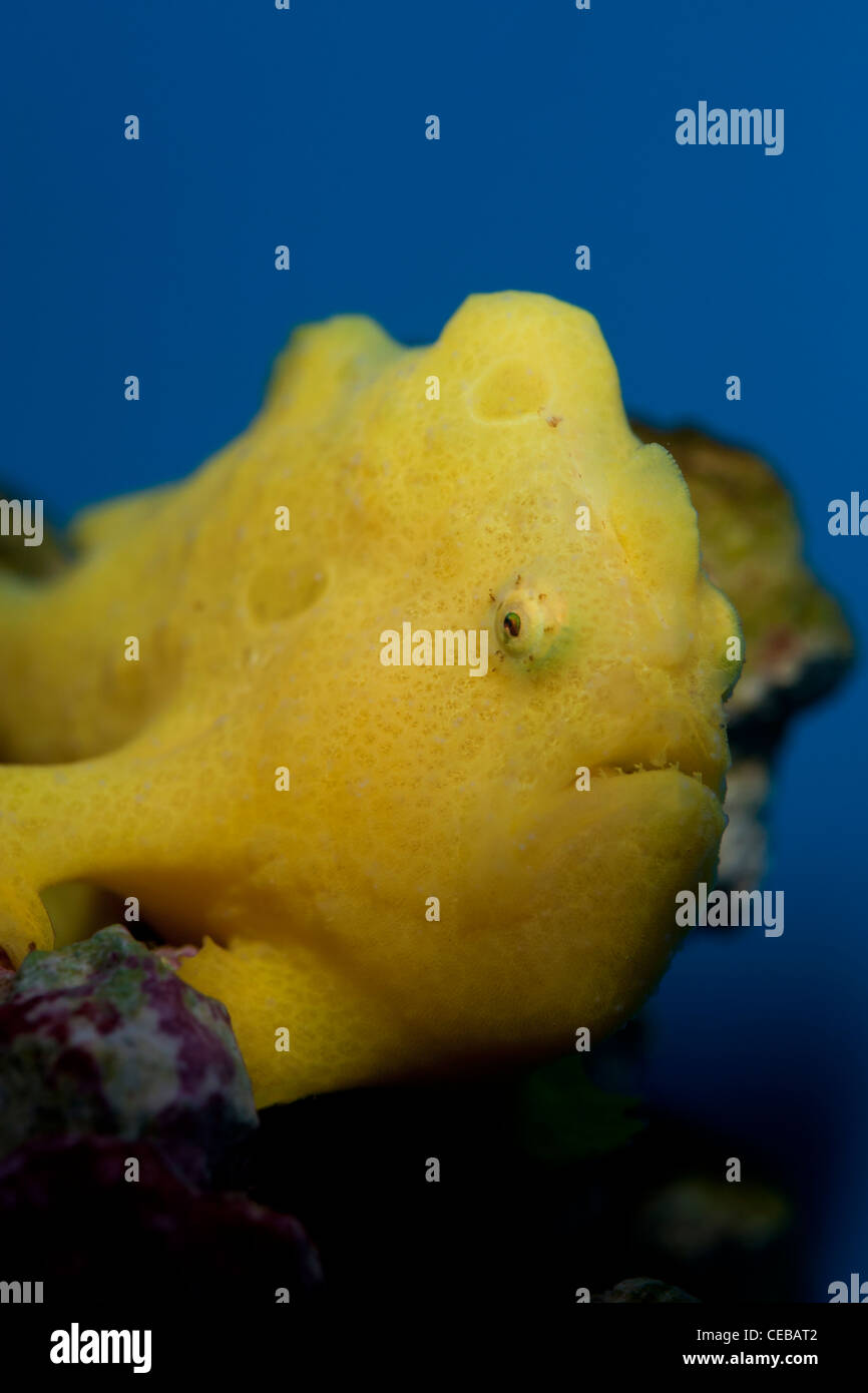 Osteichthyes pesci di corallo pesci pesci rana frogfishes immagini e ...