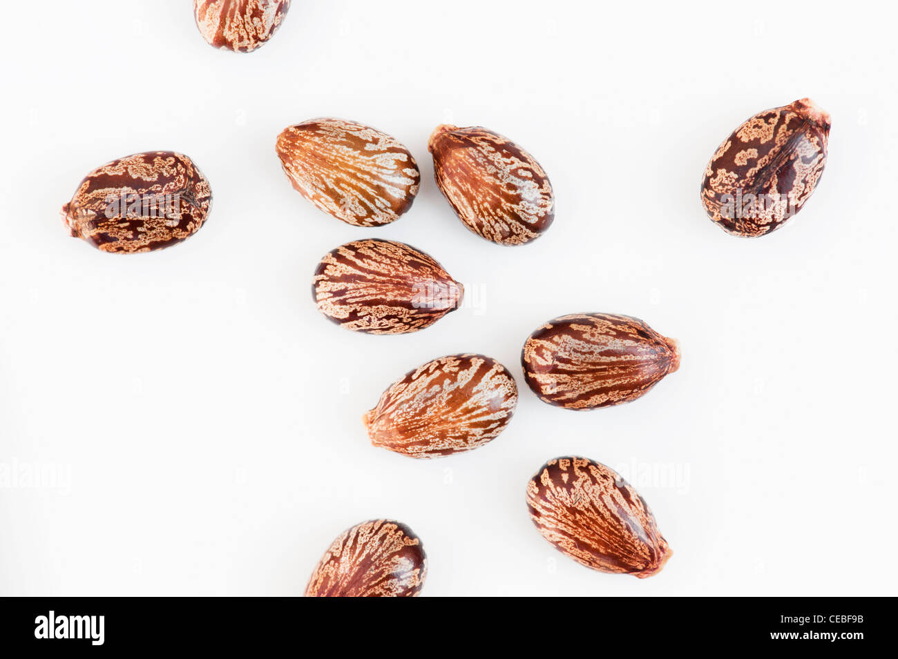 Piante di semi immagini e fotografie stock ad alta risoluzione - Alamy