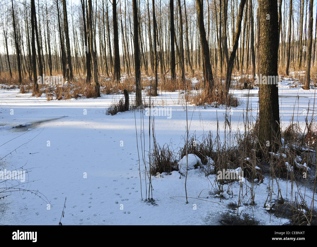 Foresta di ontani immagini e fotografie stock ad alta risoluzione - Alamy