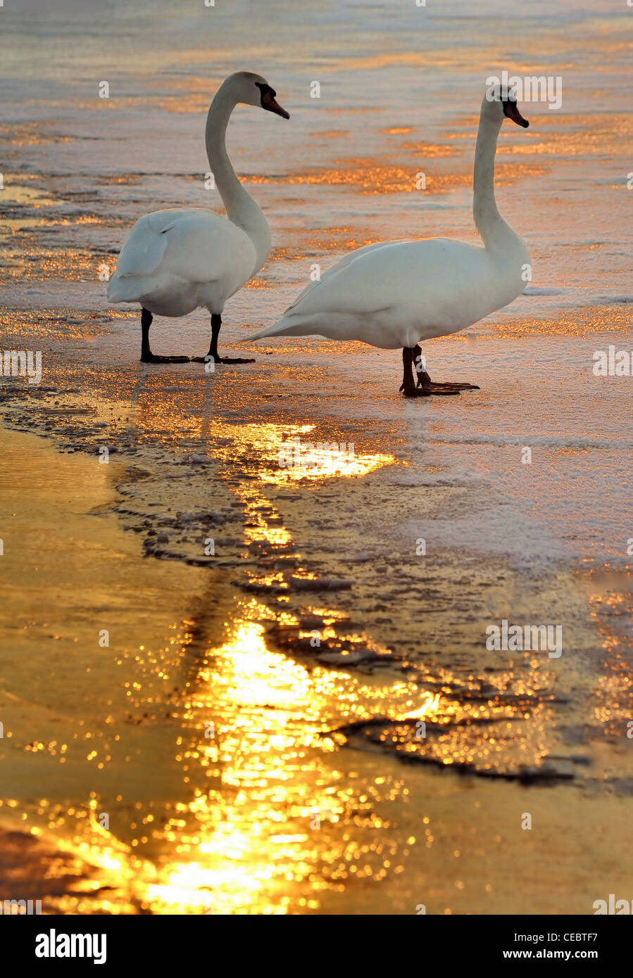 Cigni e inverno immagini e fotografie stock ad alta risoluzione - Alamy