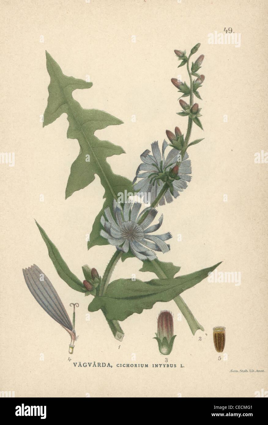Illustrazione botanica di cichorium intybus immagini e fotografie stock ...