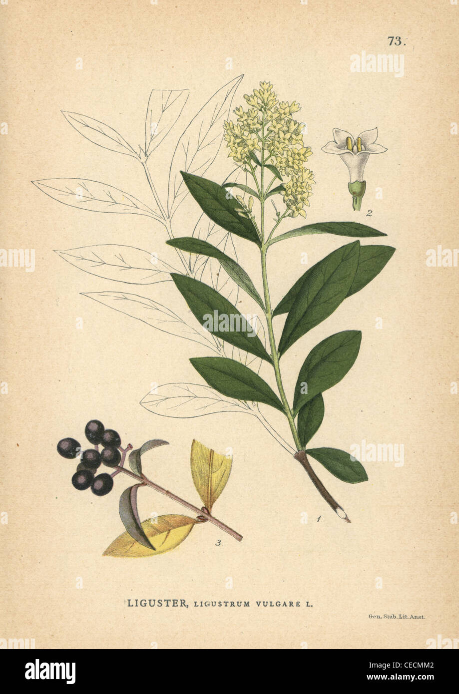Illustrazione botanica di ligustrum vulgare immagini e fotografie stock ...