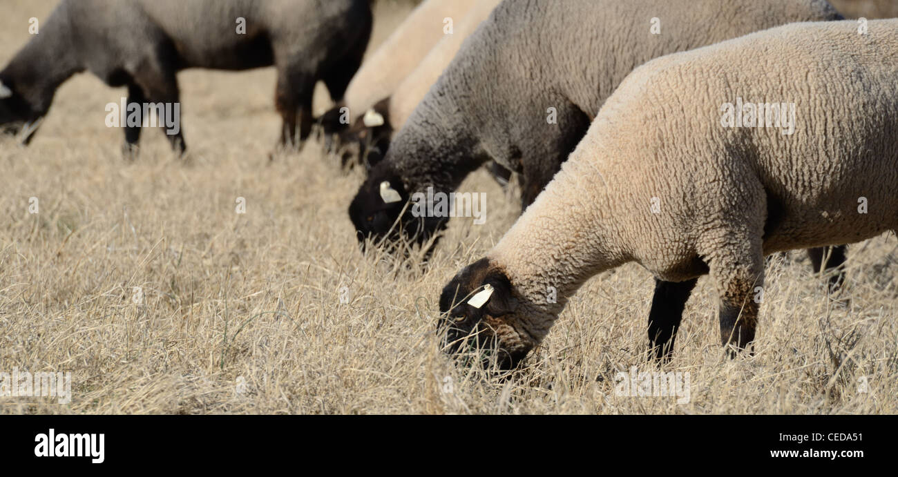 Pascolare le pecore immagini e fotografie stock ad alta risoluzione - Alamy