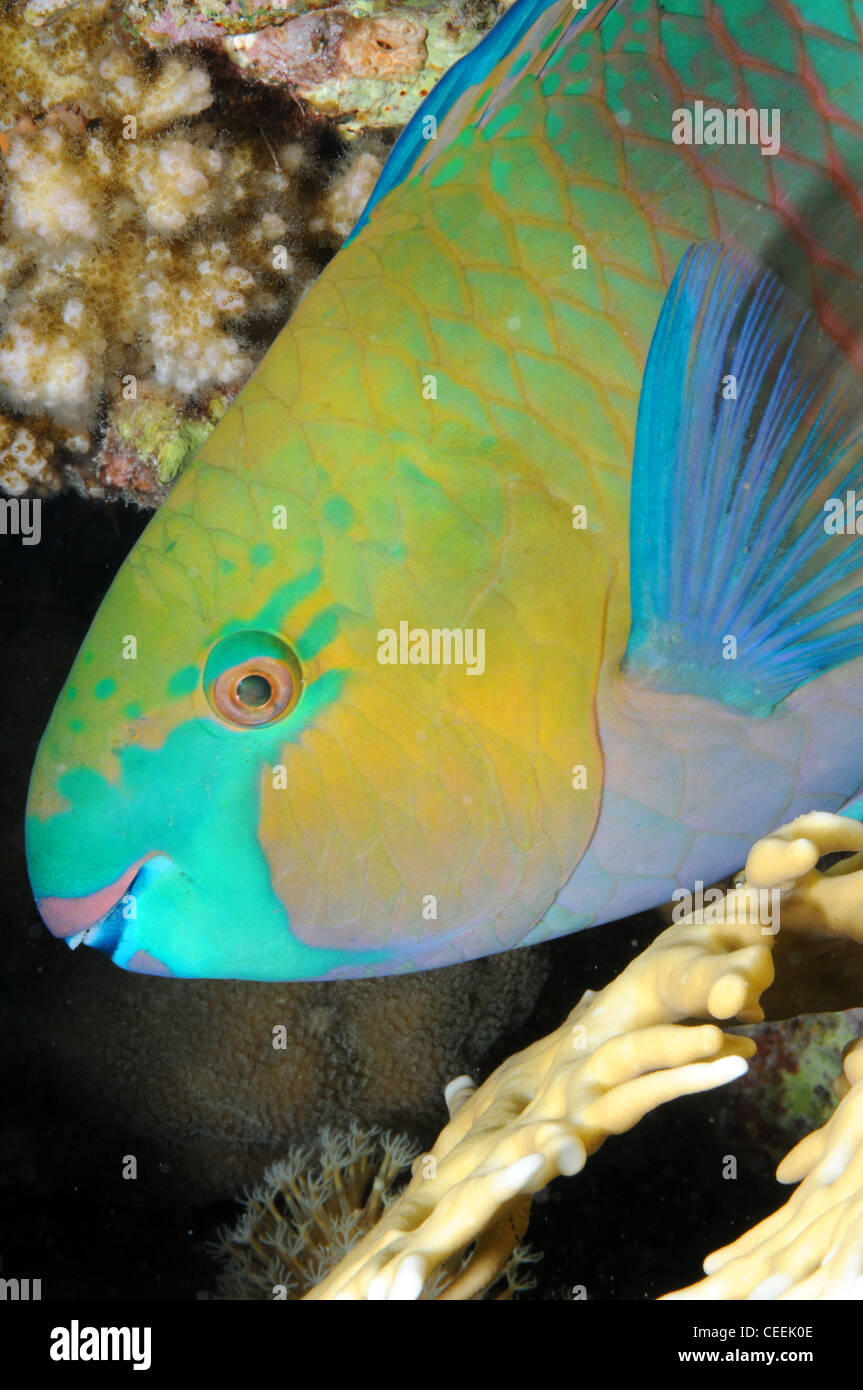 Pesce pappagallo rosso immagini e fotografie stock ad alta risoluzione ...