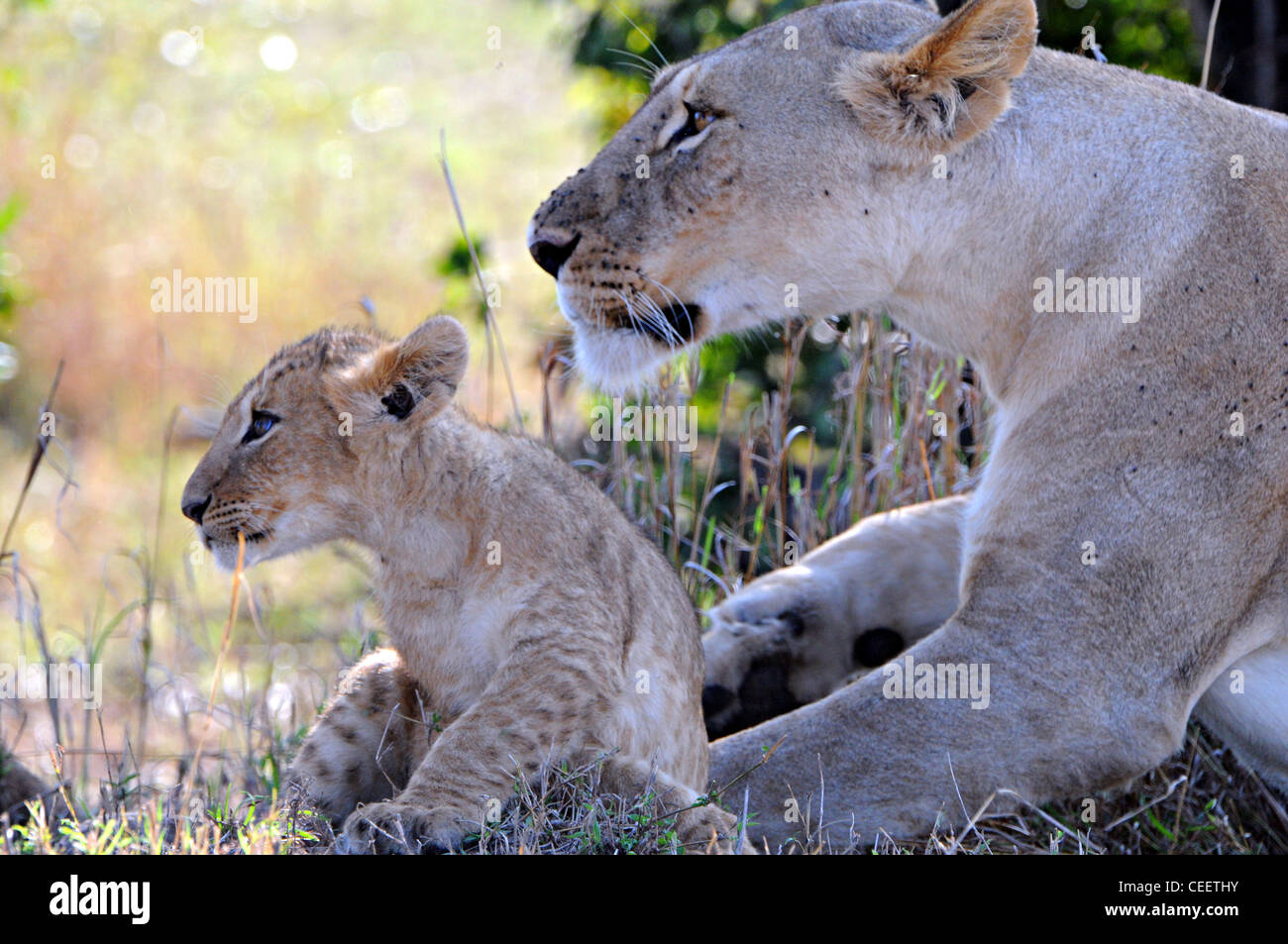 Leonessa con cucciolo immagini e fotografie stock ad alta risoluzione ...