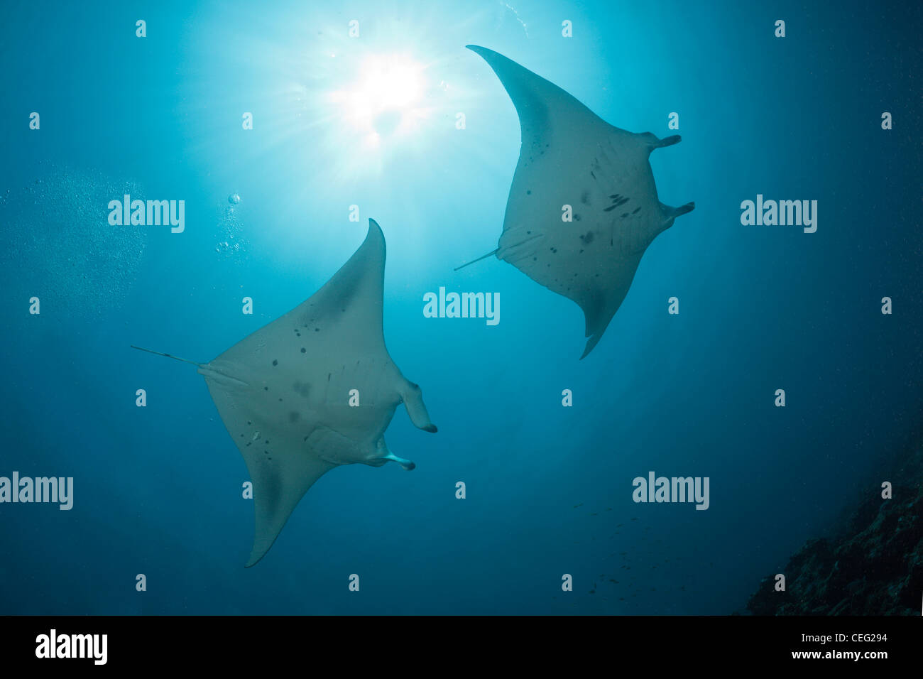 Manta Manta Immagini e Fotos Stock - Alamy