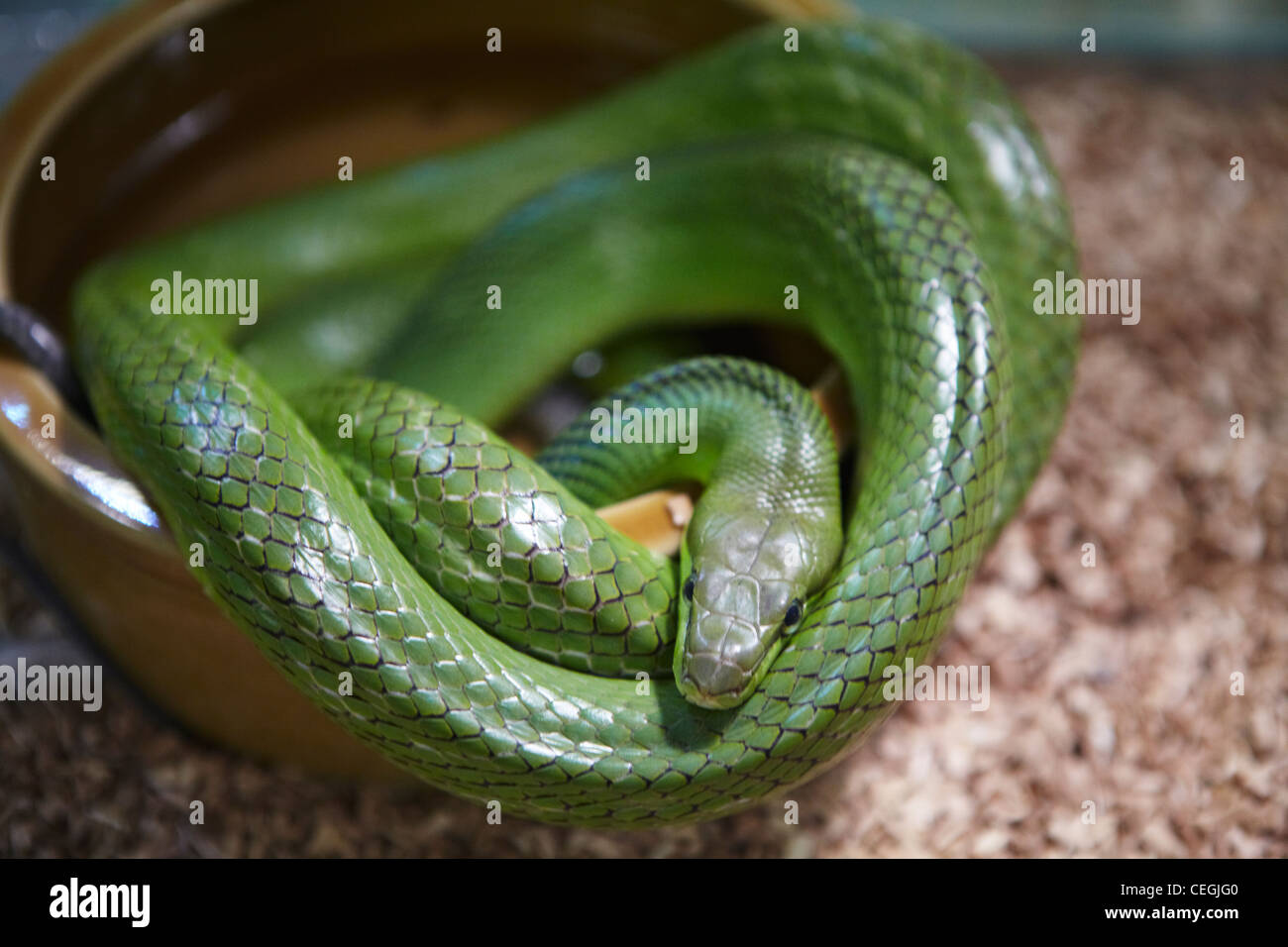 Serpente che dorme immagini e fotografie stock ad alta risoluzione - Alamy