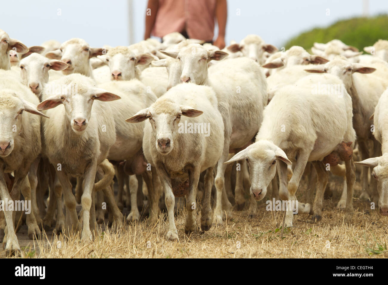 Pecore sarde pastore immagini e fotografie stock ad alta risoluzione ...