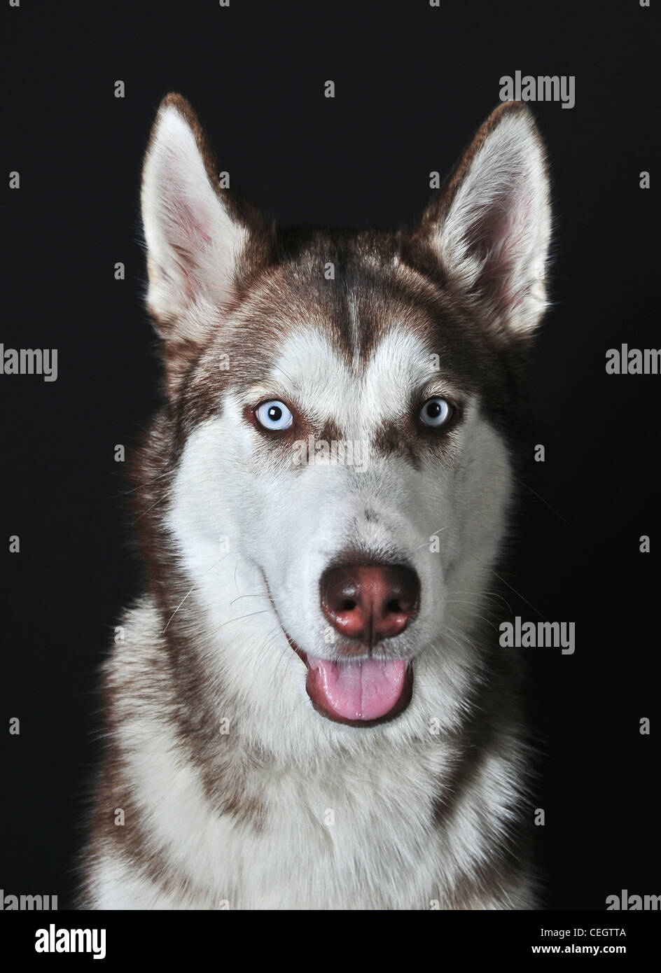 Cane husky immagini e fotografie stock ad alta risoluzione - Alamy