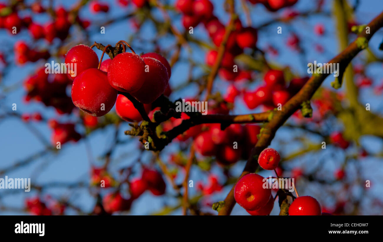 Albero di ciliegie immagini e fotografie stock ad alta risoluzione - Alamy