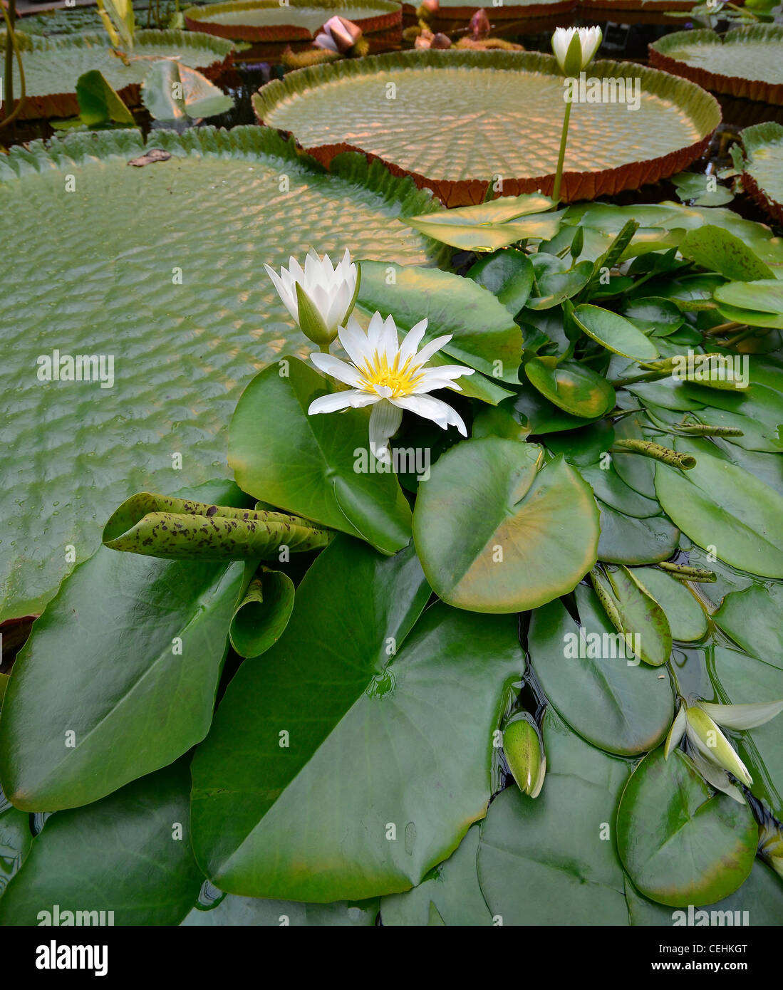 Ninfee stella blu immagini e fotografie stock ad alta risoluzione - Alamy