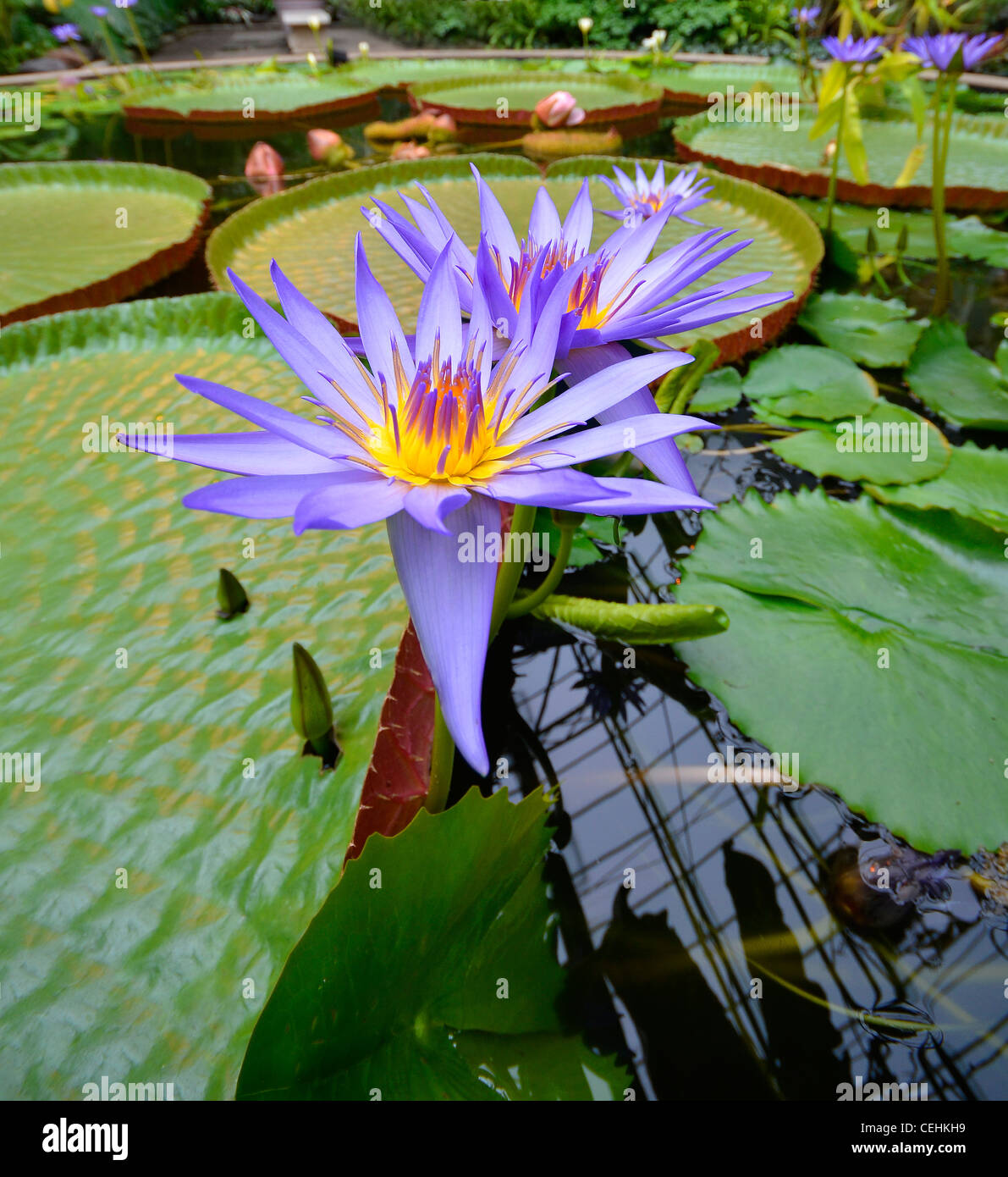 Ninfee stella blu immagini e fotografie stock ad alta risoluzione - Alamy