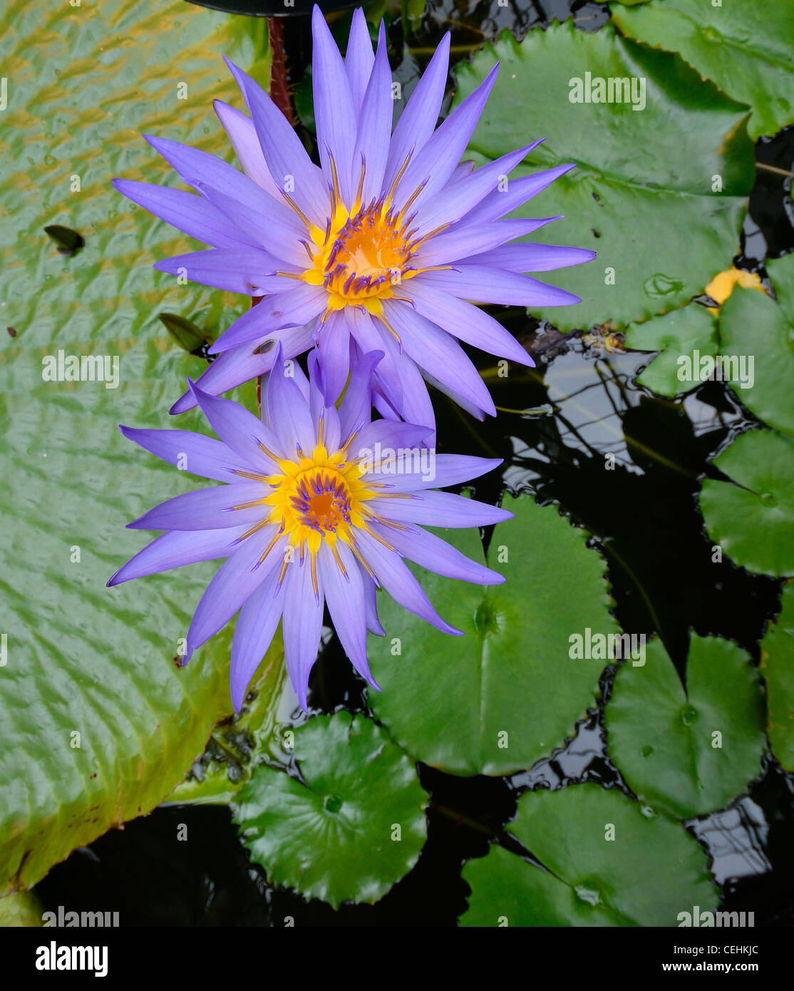 Ninfee stella blu immagini e fotografie stock ad alta risoluzione - Alamy