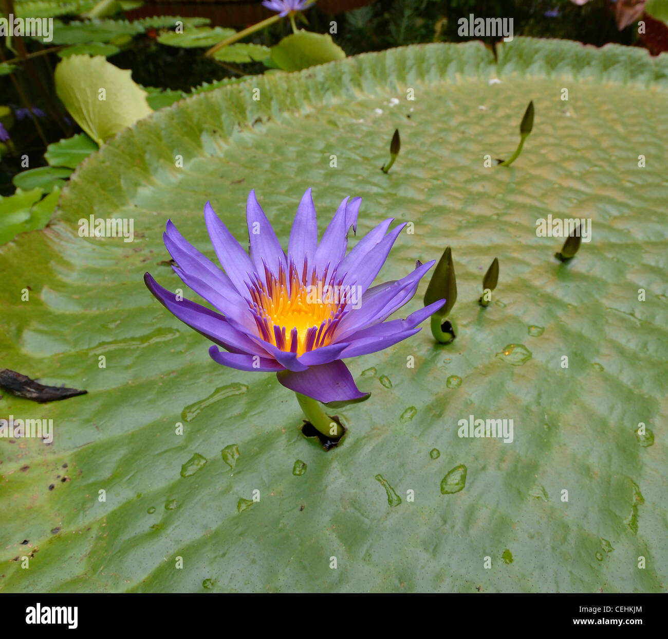 Ninfee stella blu immagini e fotografie stock ad alta risoluzione - Alamy