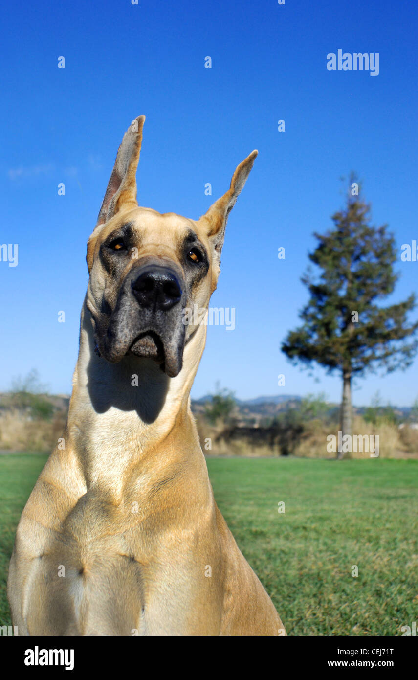 Colore fulvo immagini e fotografie stock ad alta risoluzione - Alamy