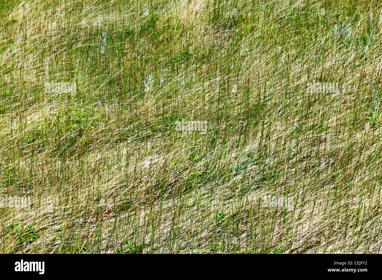 Grass seamless texture immagini e fotografie stock ad alta risoluzione ...