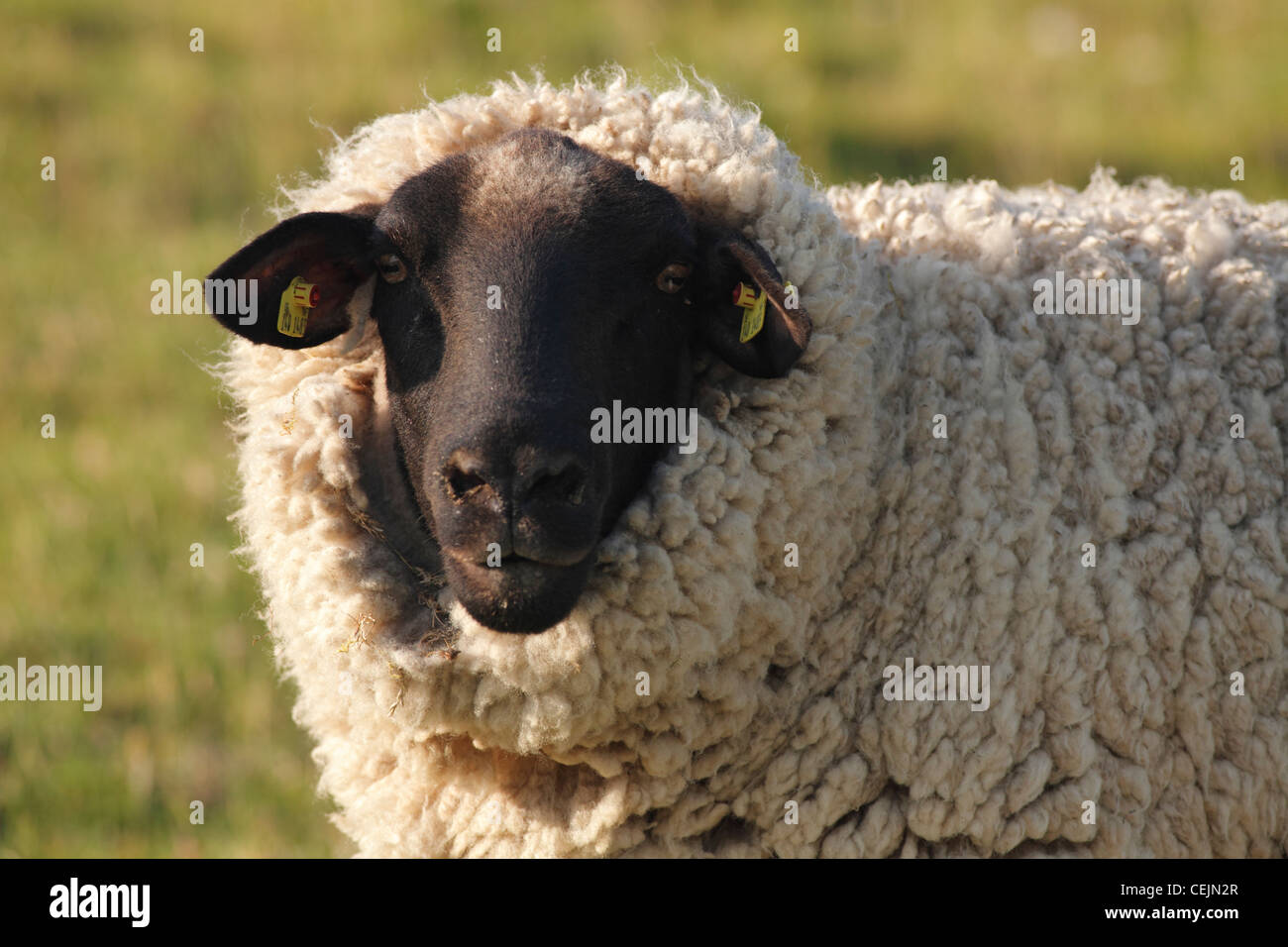 Razza blu di pecore immagini e fotografie stock ad alta risoluzione - Alamy