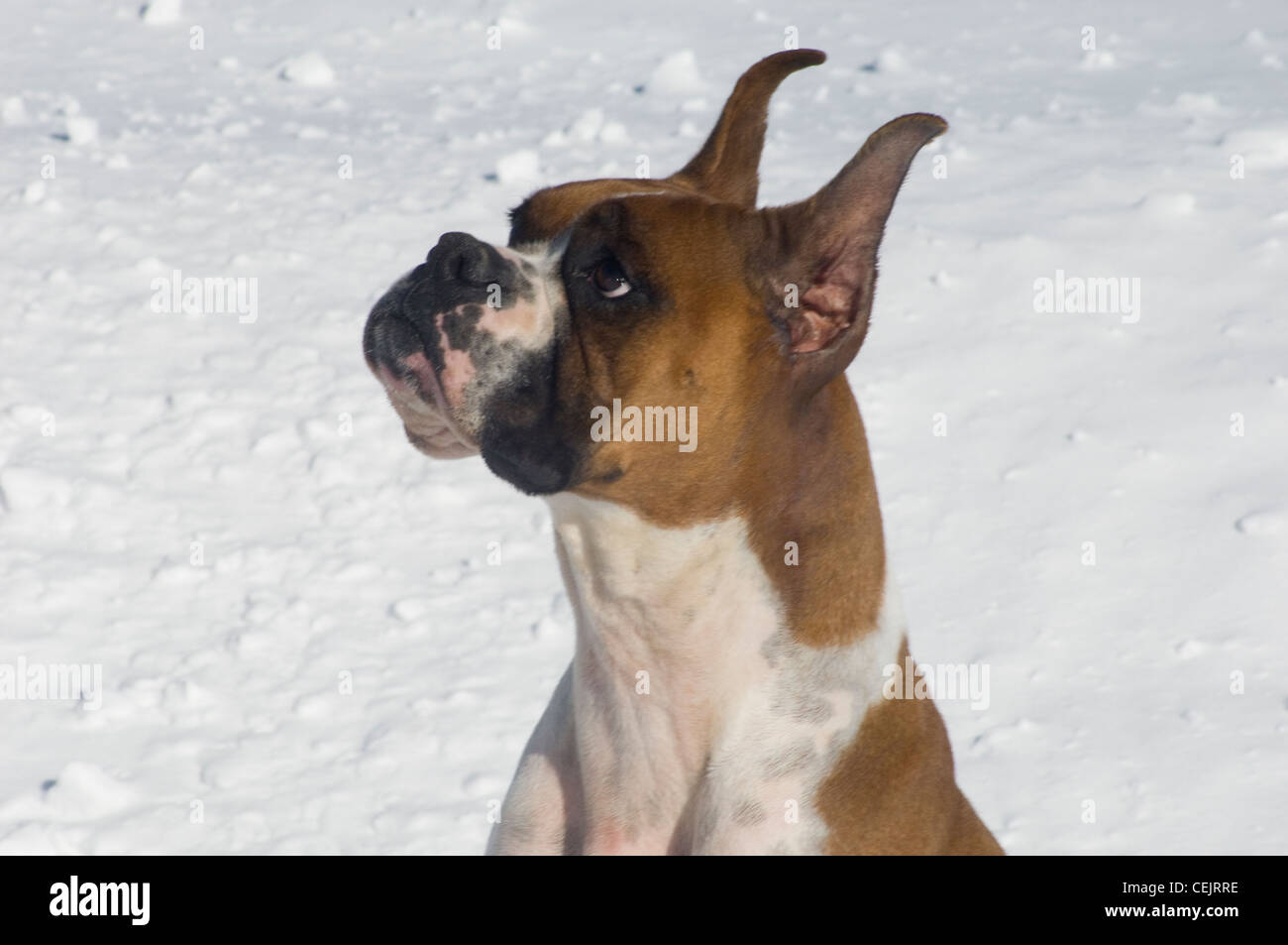Cane boxer adulto immagini e fotografie stock ad alta risoluzione - Alamy